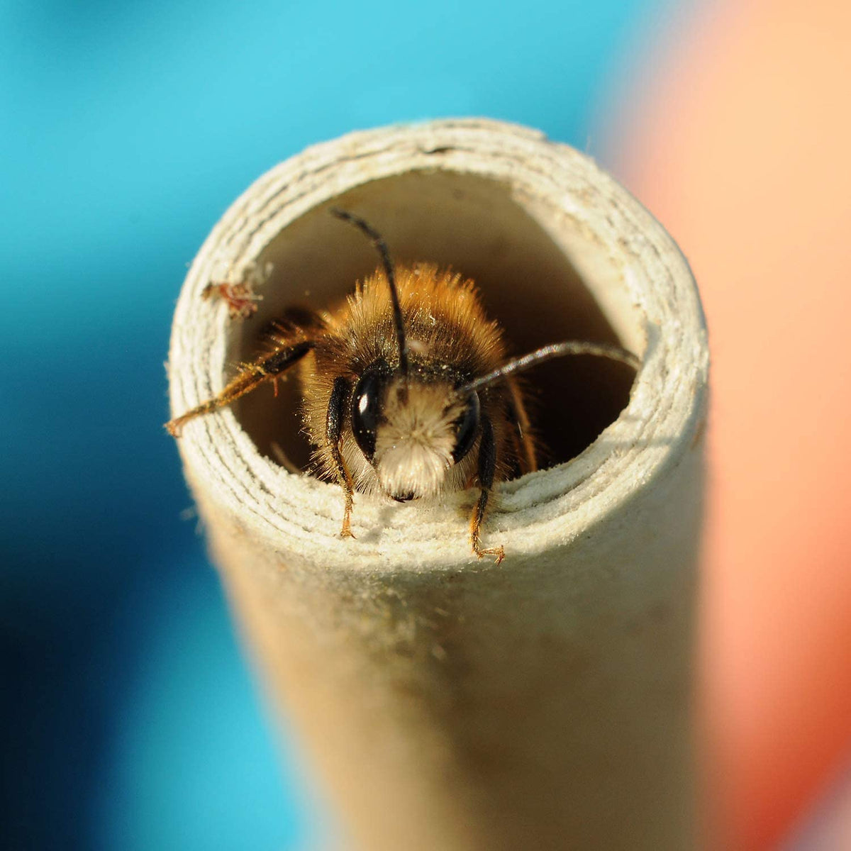 "Mason Bee Program for Schools & Community Gardens" workshop – BC Bee ...