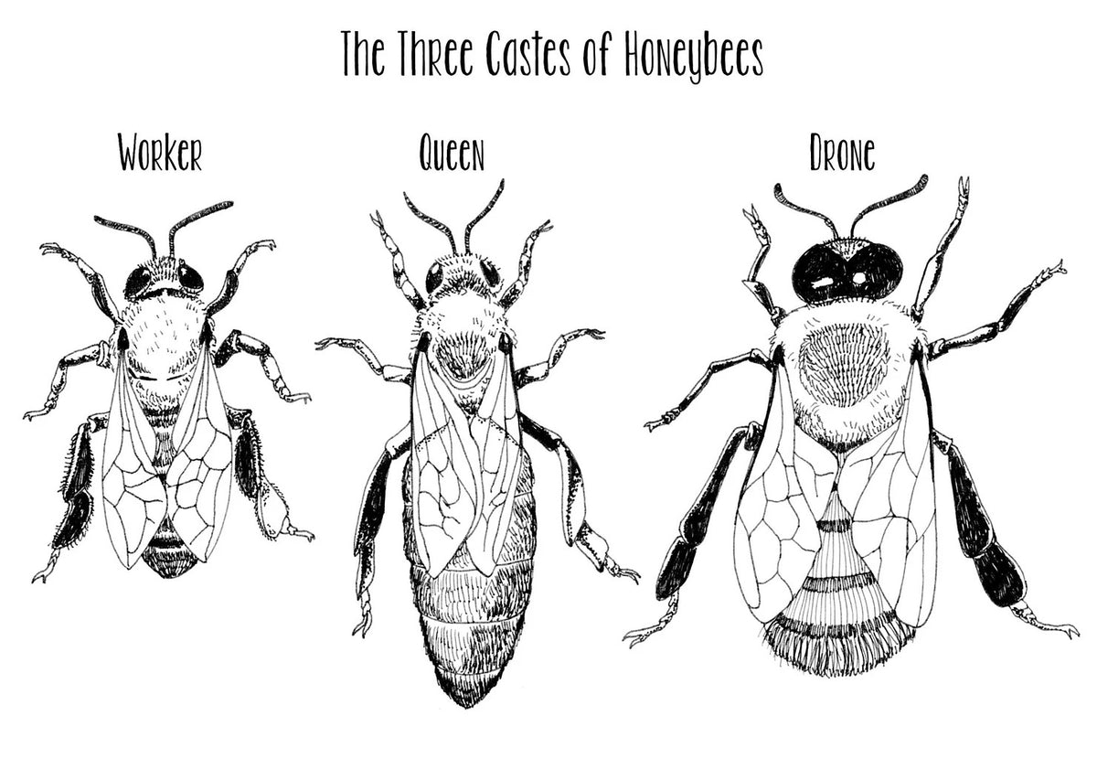 Bee Biology - Anatomy Of The European Honeybee – BC Bee Supply