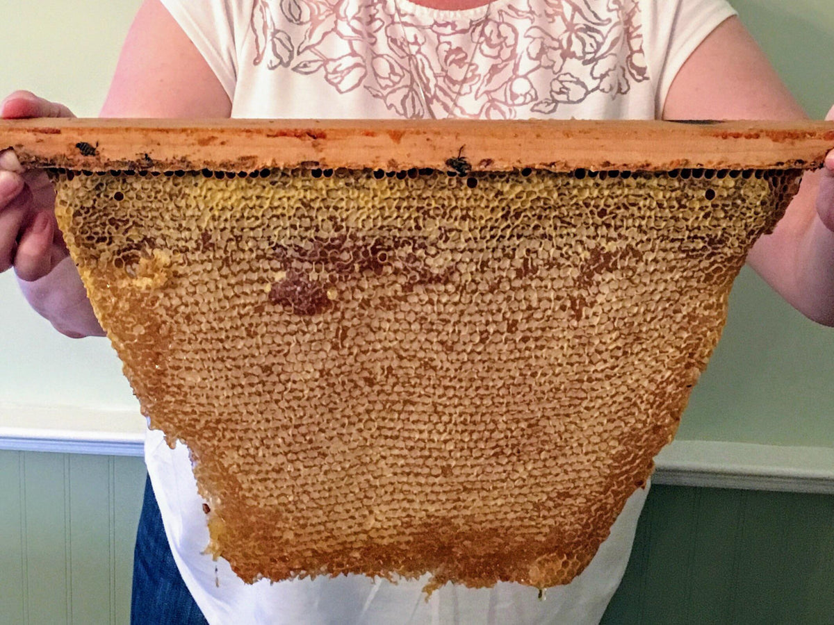 Langstroth vs. Top-Bar Hives for New Beekeepers | BCBeeSupply.ca – BC ...