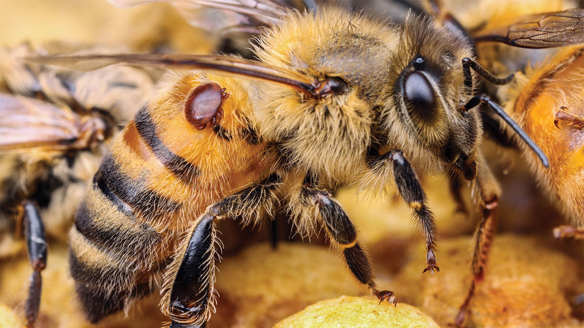 Varroa Mite Checks & Treatments for BC Beekeepers | Seasonal Guide – BC ...