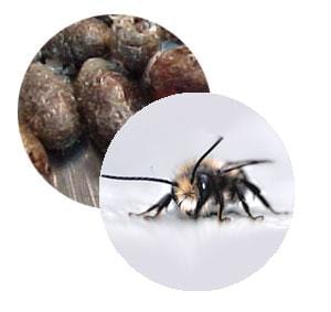 Mason Bee Cocoons - Spring 2025 – BC Bee Supply