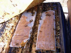 Feed - Pollen Patties – BC Bee Supply