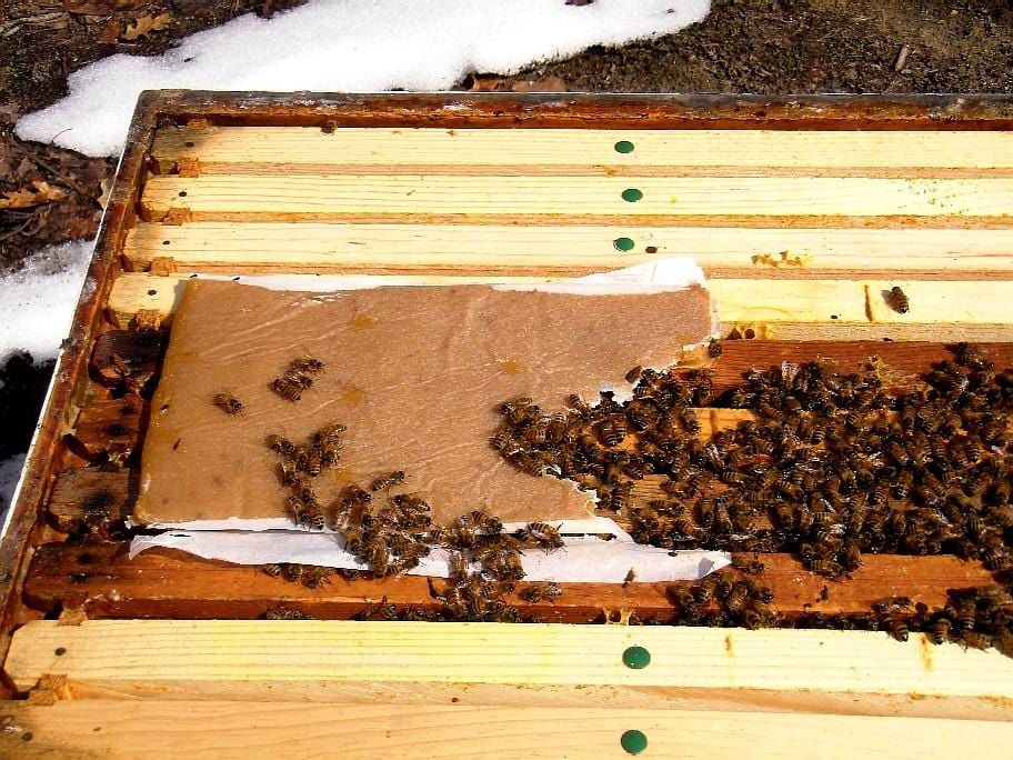 Feed - Pollen Patties – BC Bee Supply